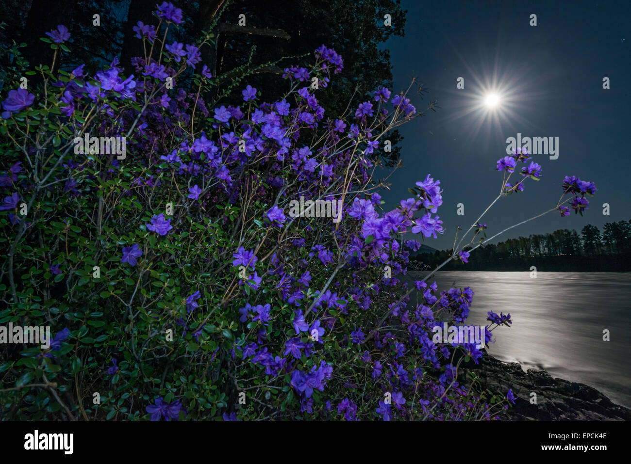 Night field and flowers hi-res stock photography and images - Alamy