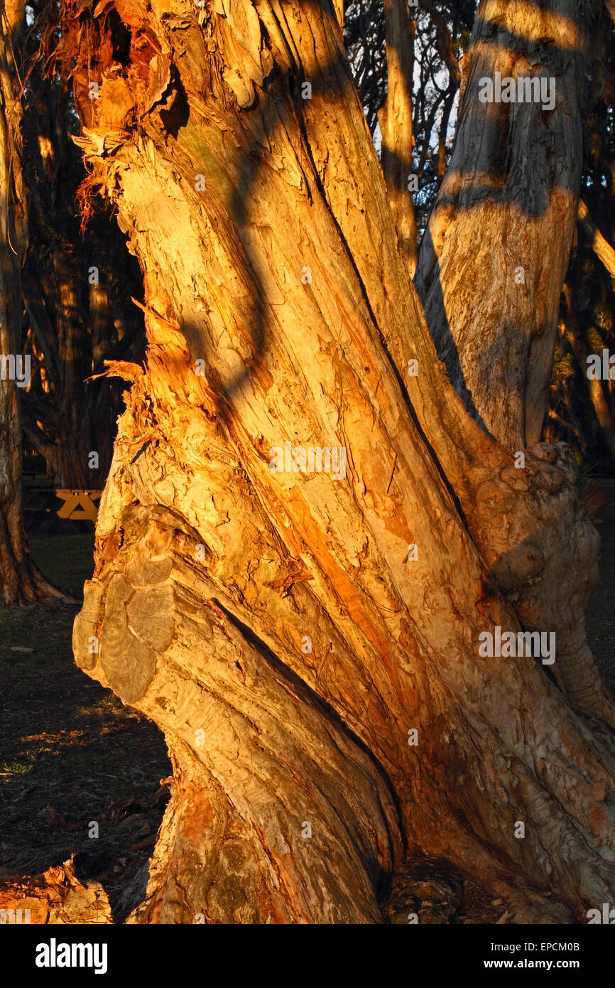 A tree lit by the evening sun in Centennial Park in Sydney Stock Photo ...