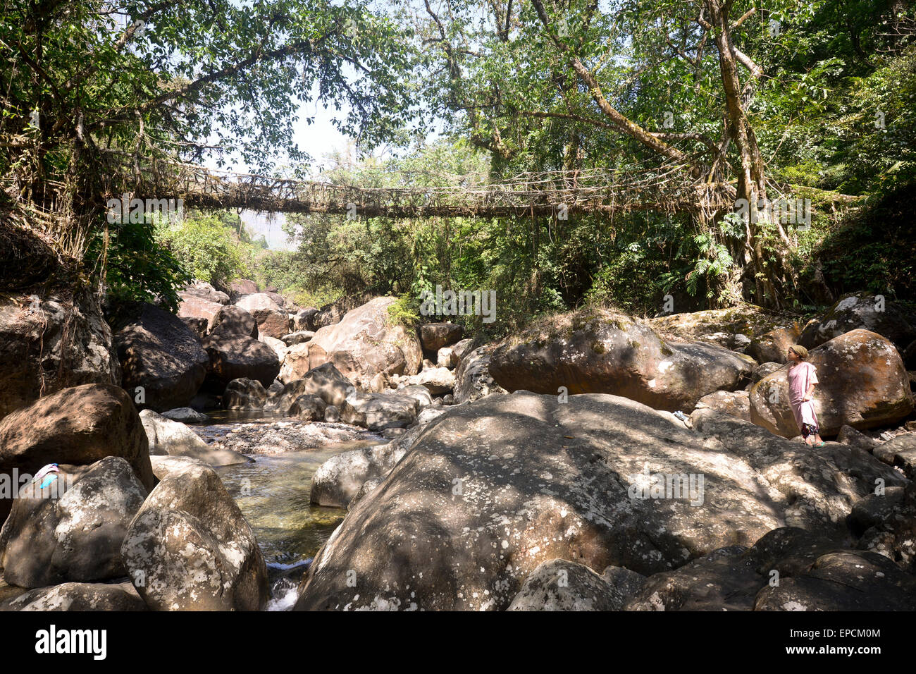 Living root bridges in Meghalaya Stock Photo - Alamy
