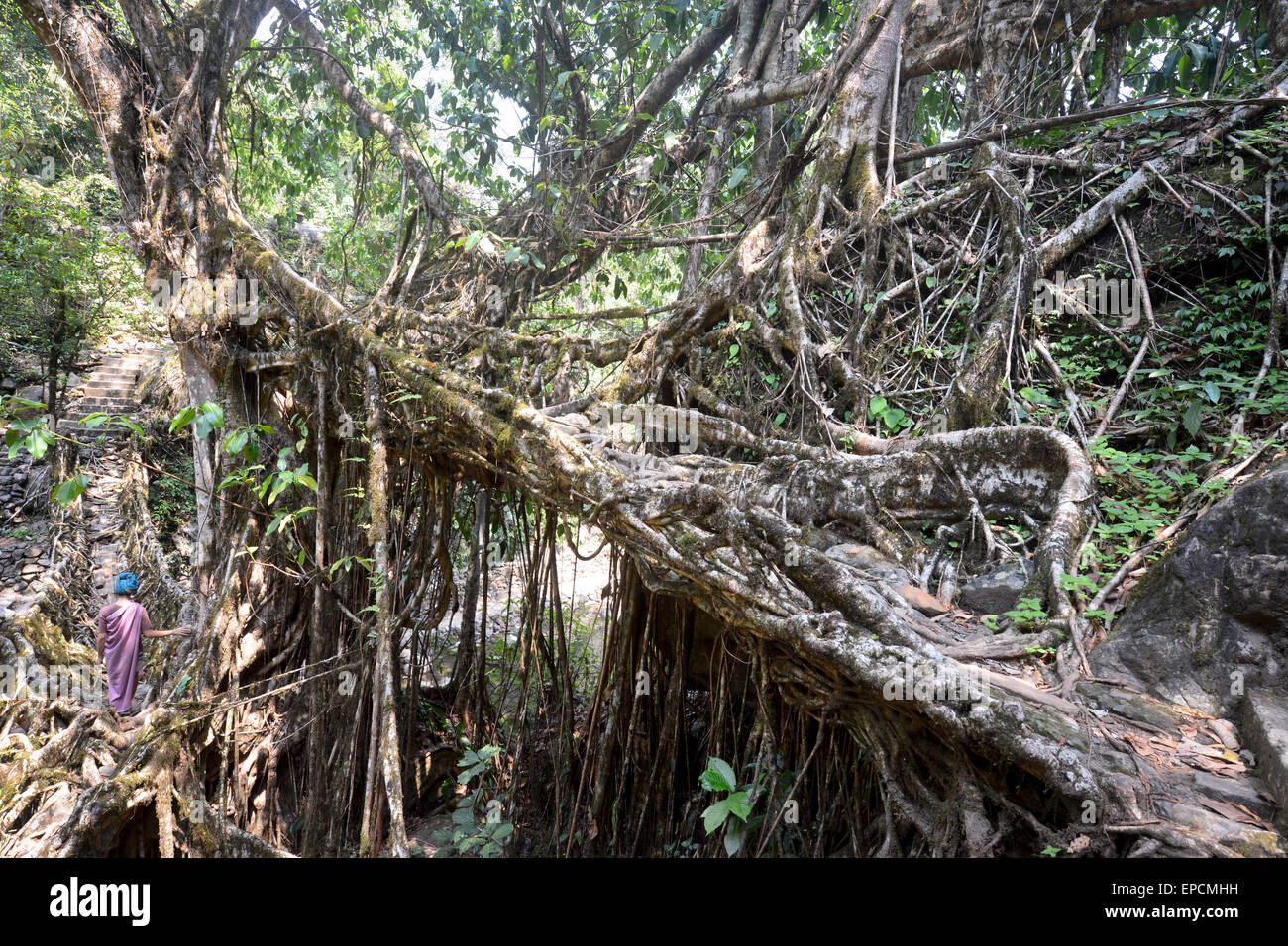 Living root bridges in Meghalaya Stock Photo - Alamy