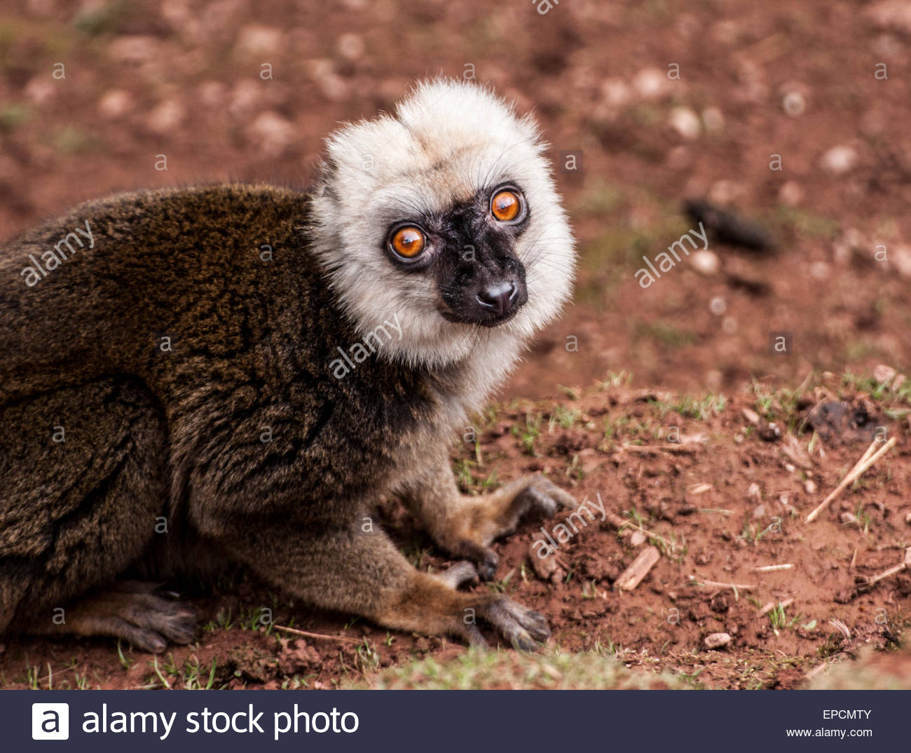 Scared Eye Close Up High Resolution Stock Photography and Images - Alamy