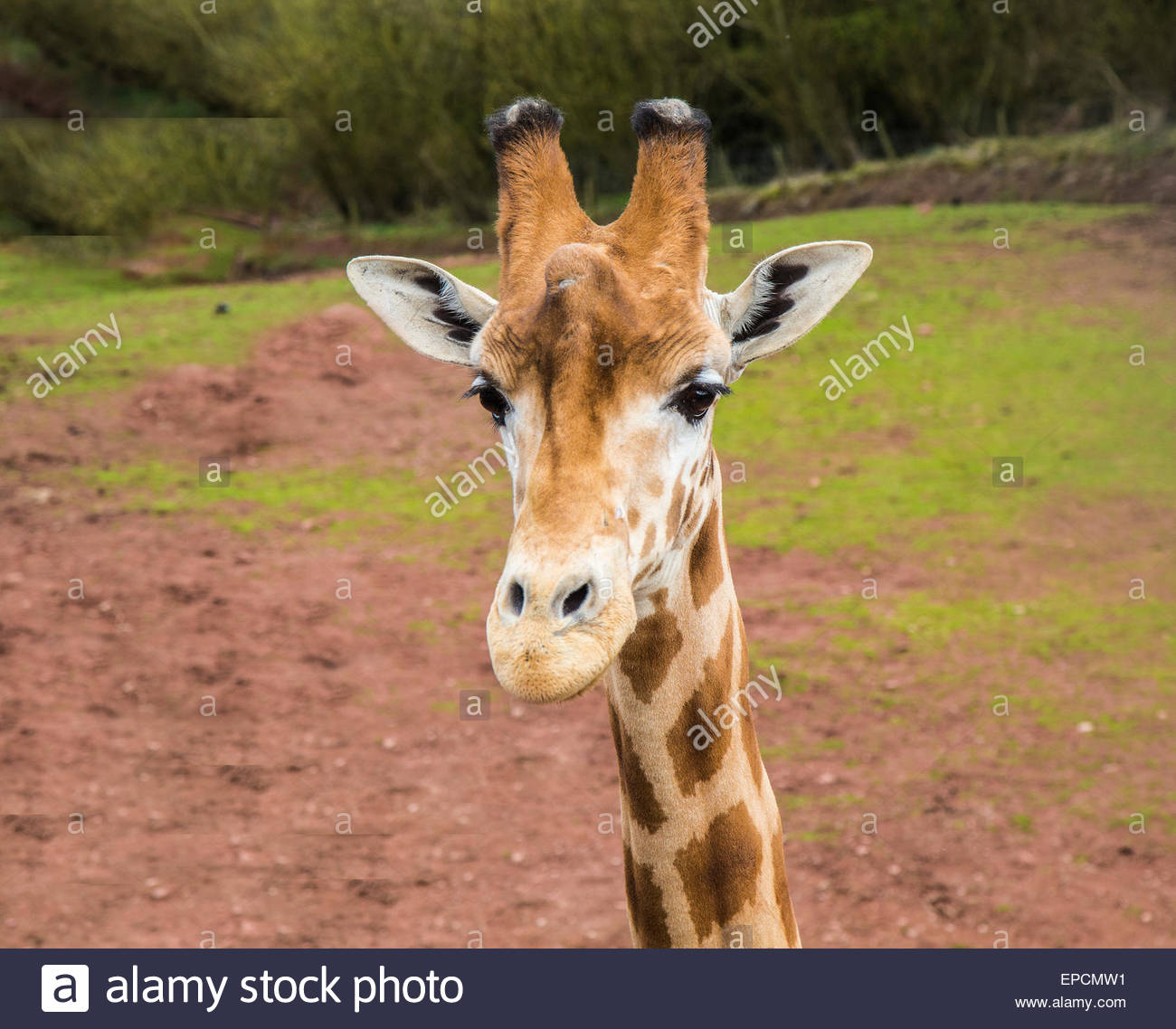 Giraffe Eyes High Resolution Stock Photography and Images - Alamy