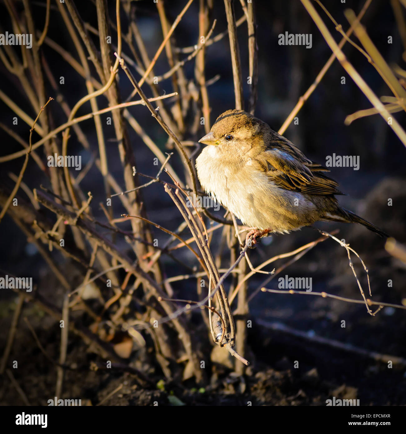 Female chipping sparrow hi-res stock photography and images - Alamy