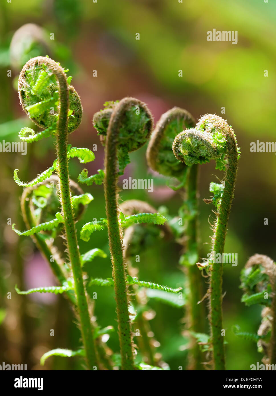 new ferns growing in spring Stock Photo - Alamy