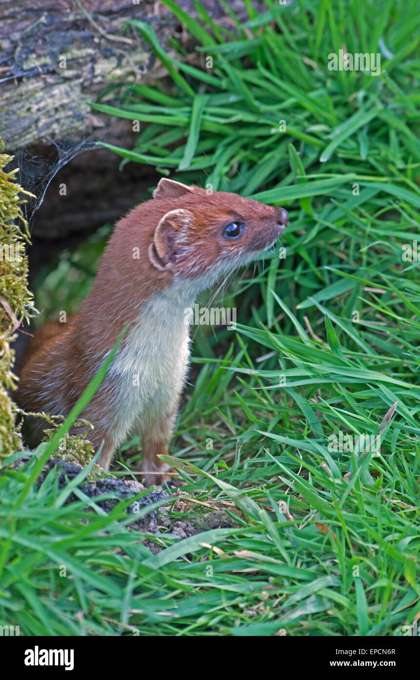 Stoat hole hi-res stock photography and images - Alamy