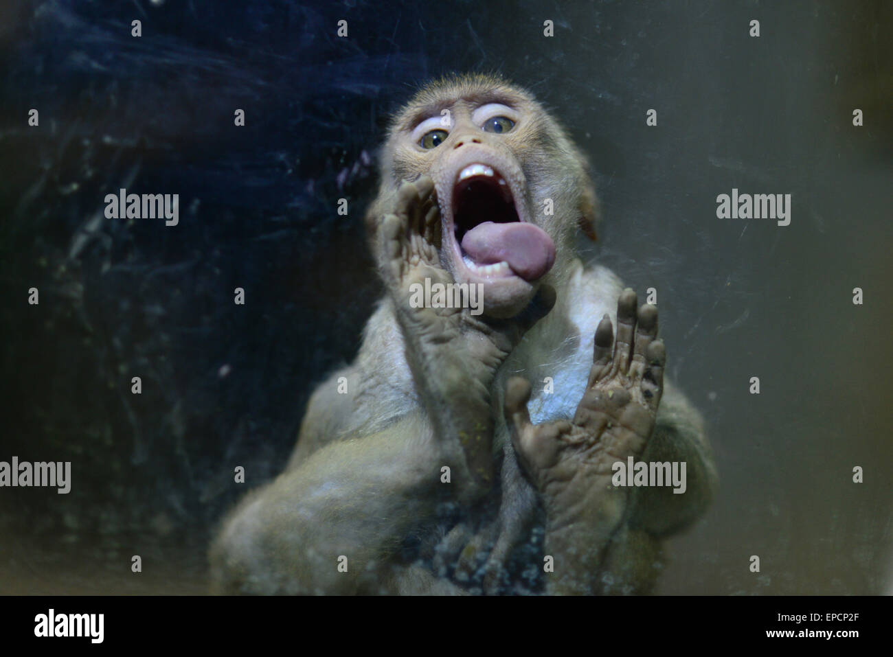 Chengdu, Sichuan, China. 16th May, 2015. A long-tailed macaque makes a ...