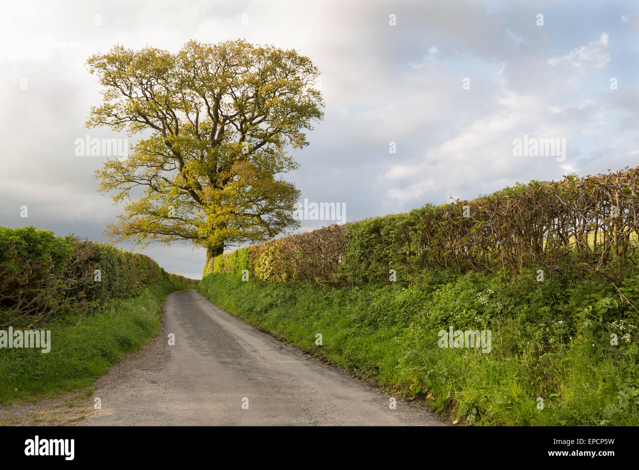 Country lane and oak tree, Cumbria, May Stock Photo - Alamy