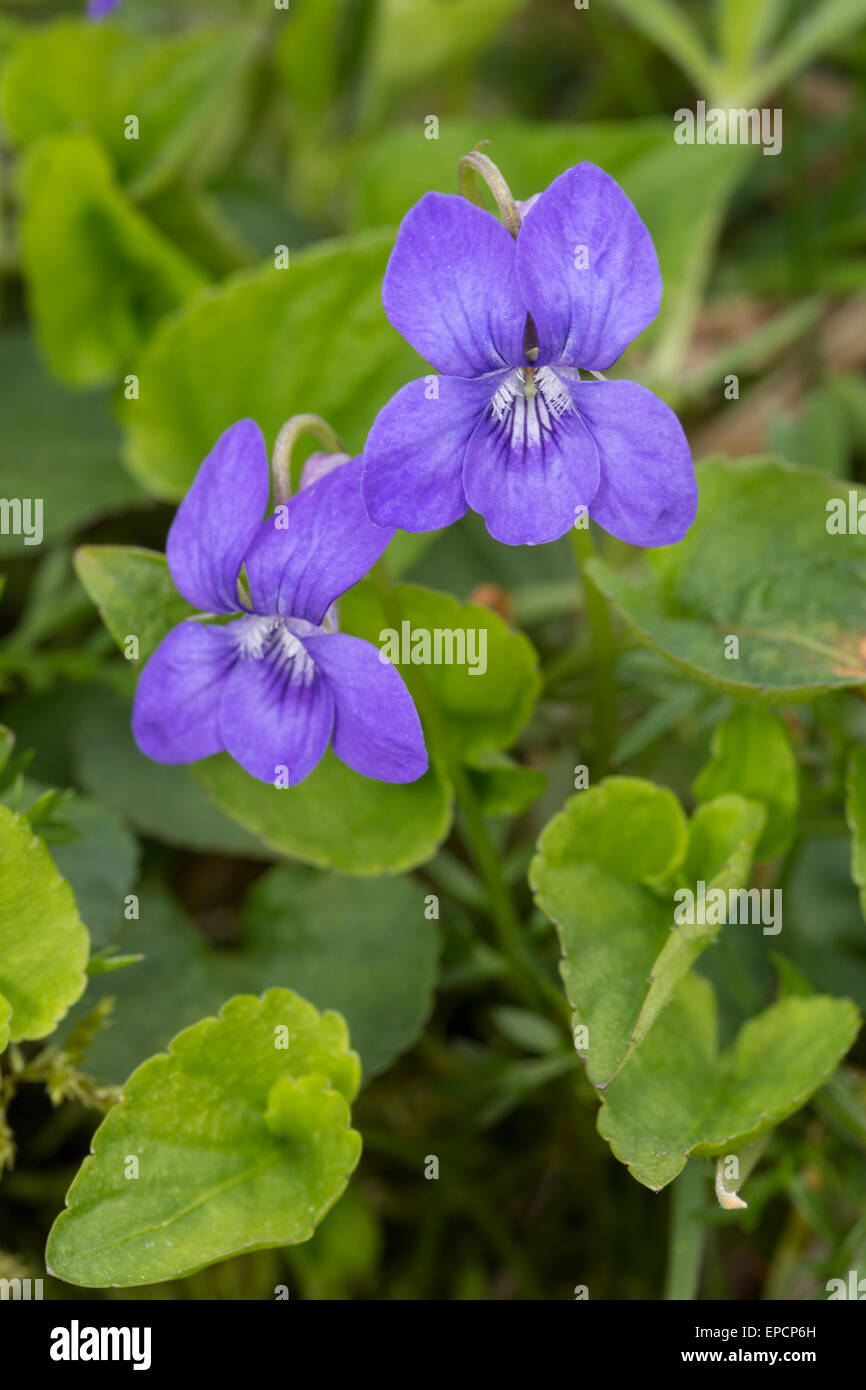 Common dog violet hi-res stock photography and images - Alamy