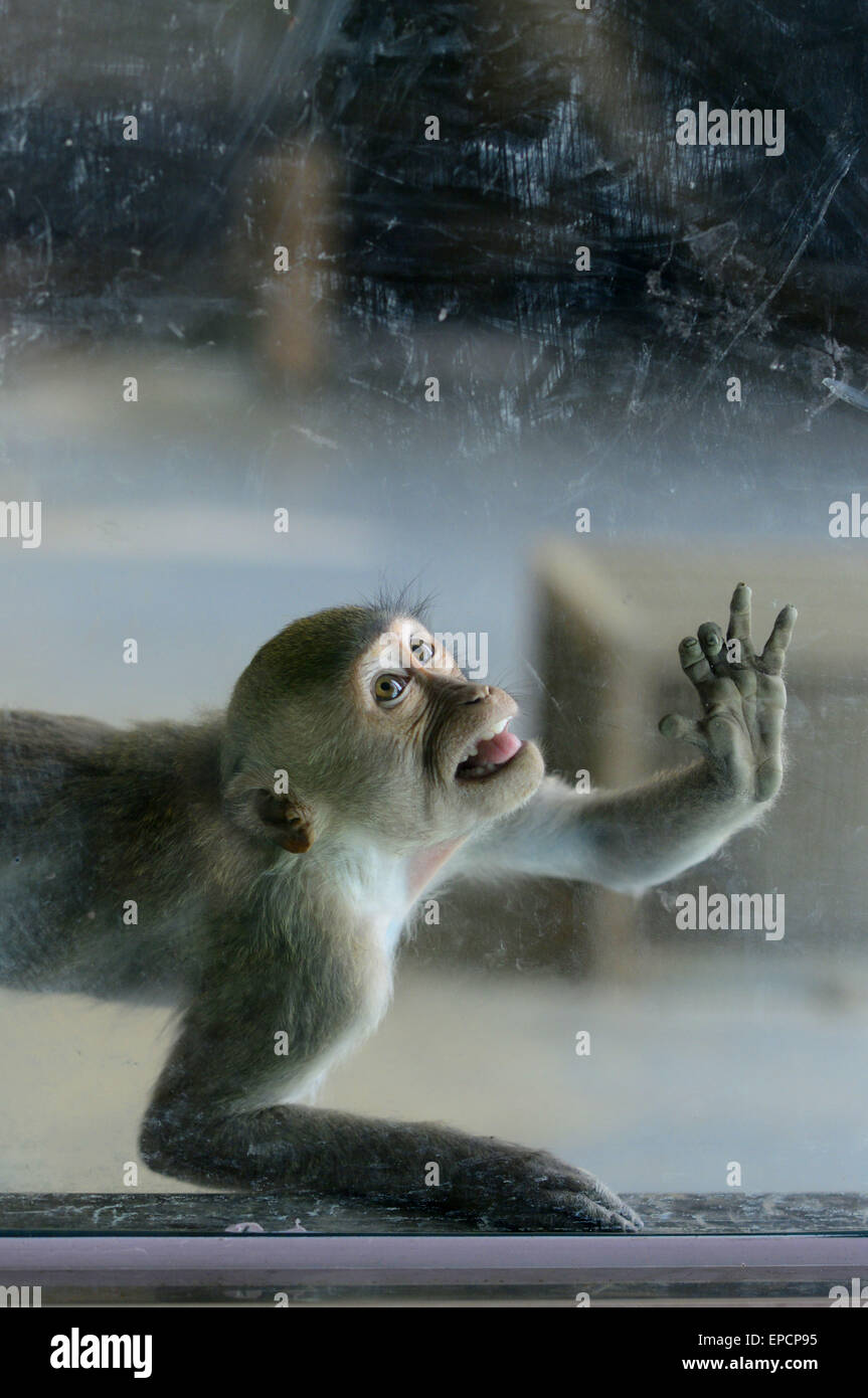 Chengdu, Sichuan, China. 16th May, 2015. A long-tailed macaque makes a ...