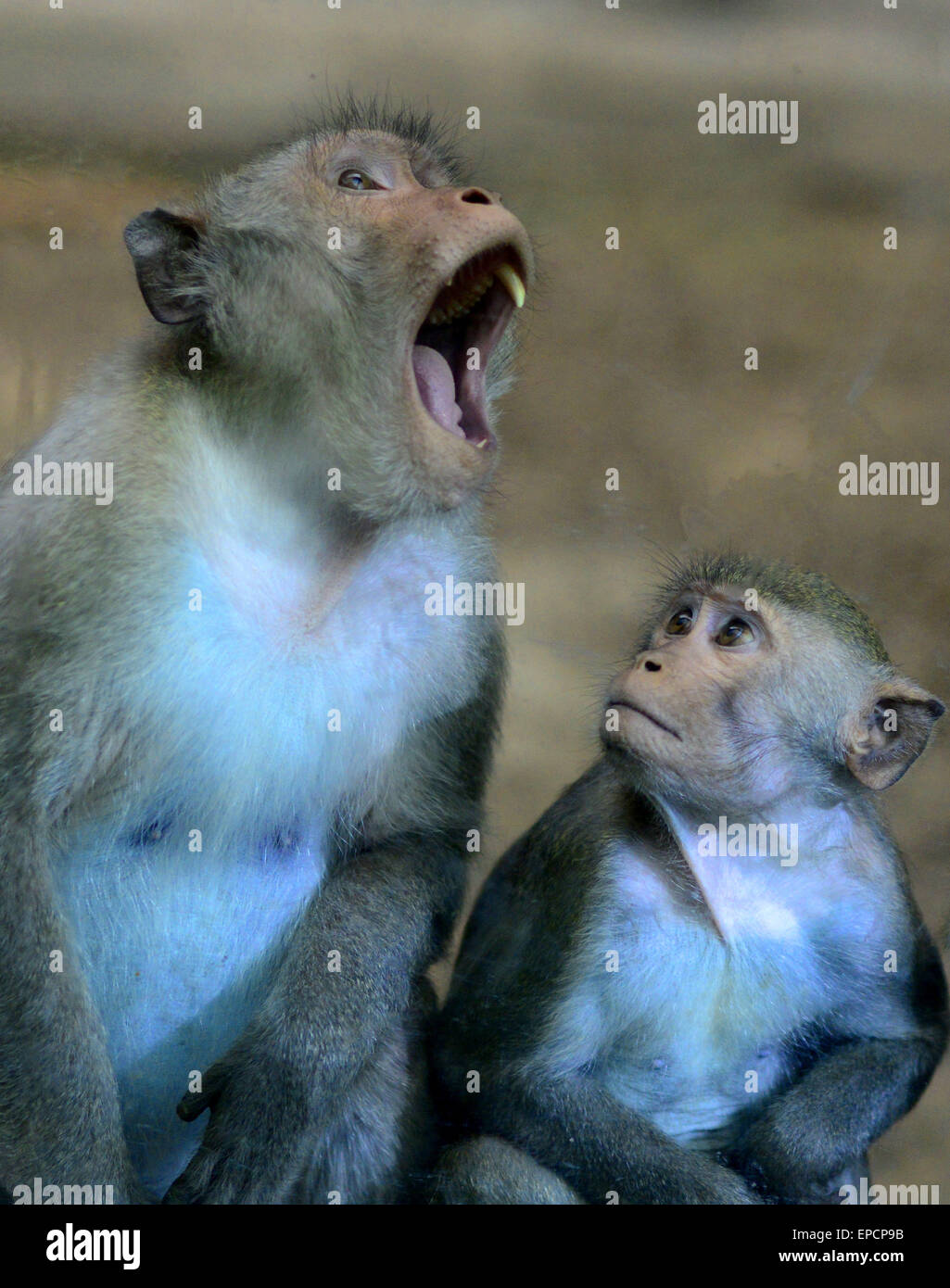 Long tailed macaques china hi-res stock photography and images - Alamy