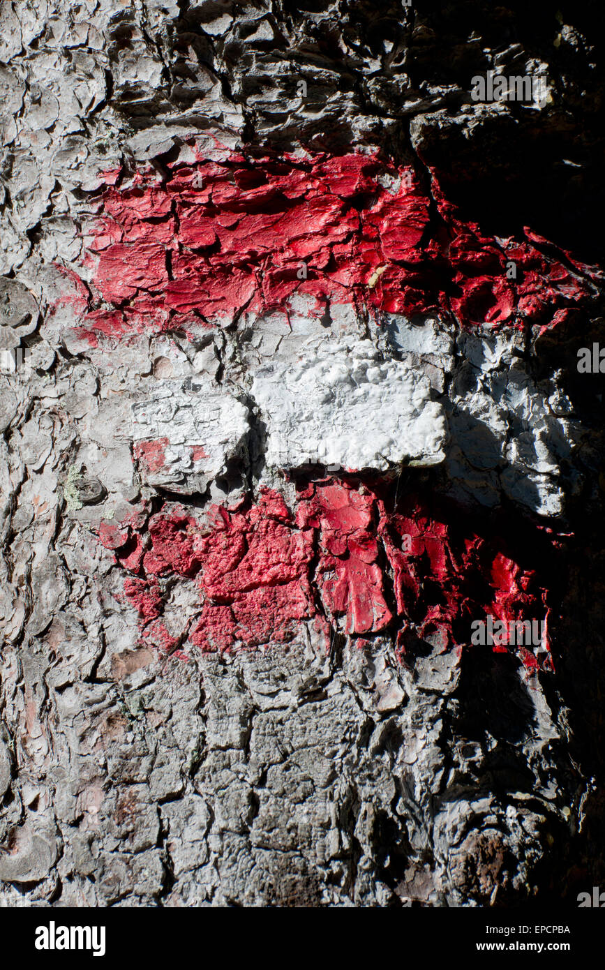 red and white blaze painted on tree near Grundlsee, Austria, Styria ...