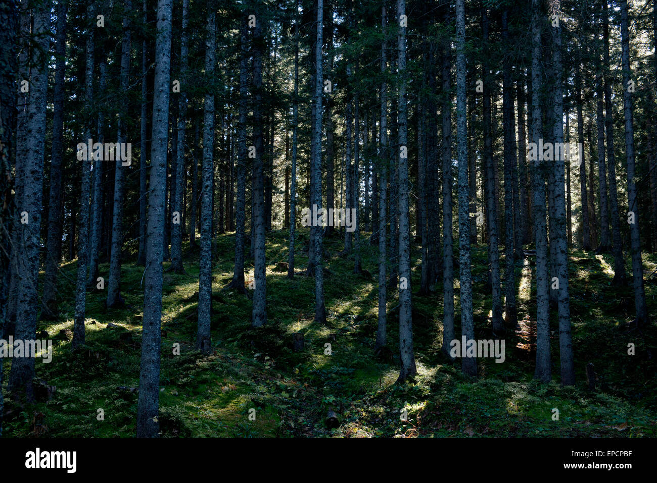 dark spruce forest with rays of sunshine falling through the trees near ...