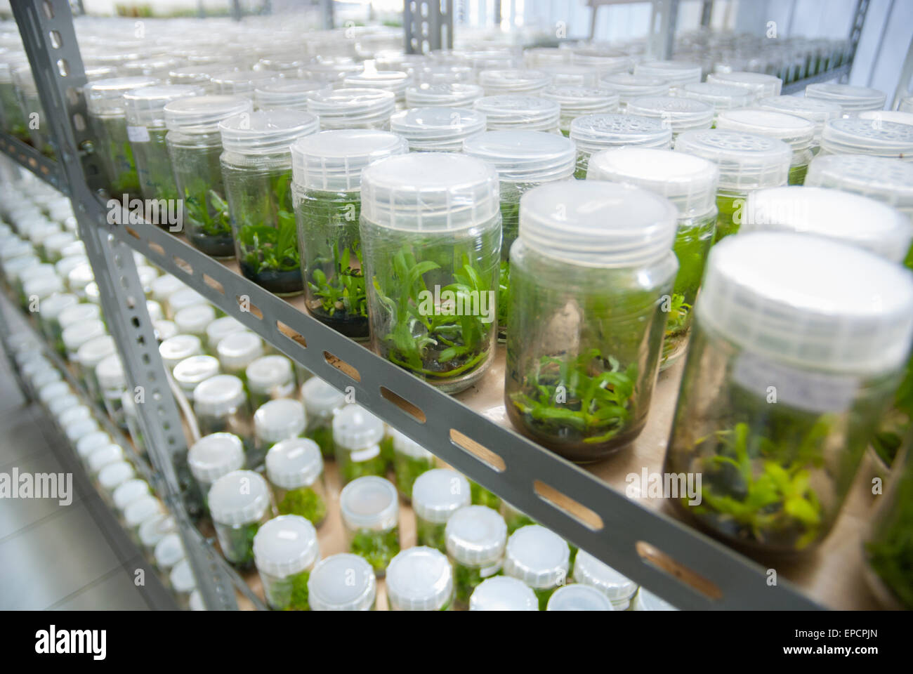 Plant tissue culture lab hi-res stock photography and images - Alamy