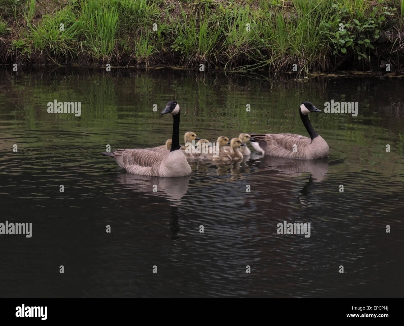 Canadian Geese (Branta canadensis) Male and Female with goslings ...