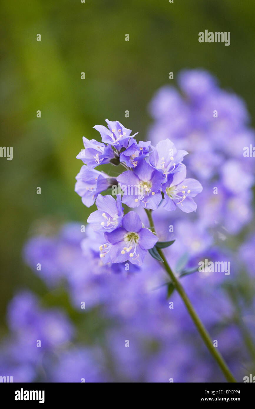 Polemonium Reptans Stairway To Heaven