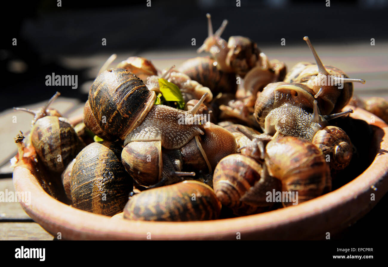 Garden snails hi-res stock photography and images - Alamy