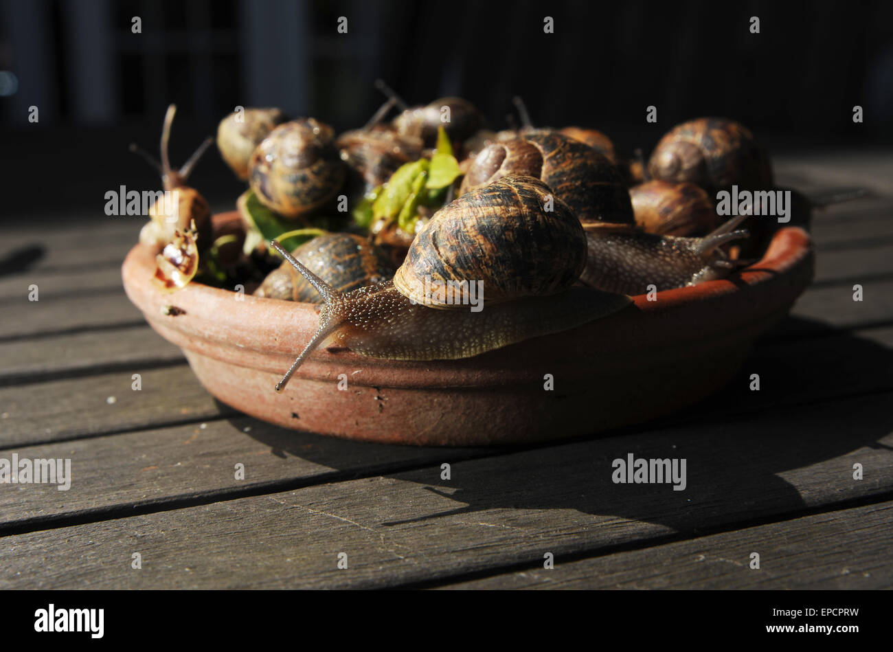 Uk snails garden hi-res stock photography and images - Alamy