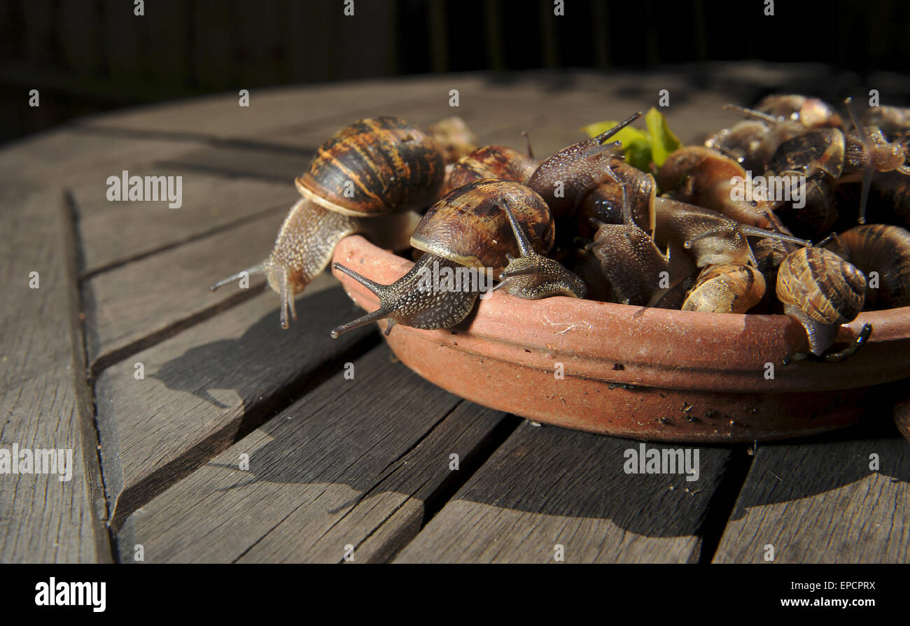 Common garden creatures hi-res stock photography and images - Alamy