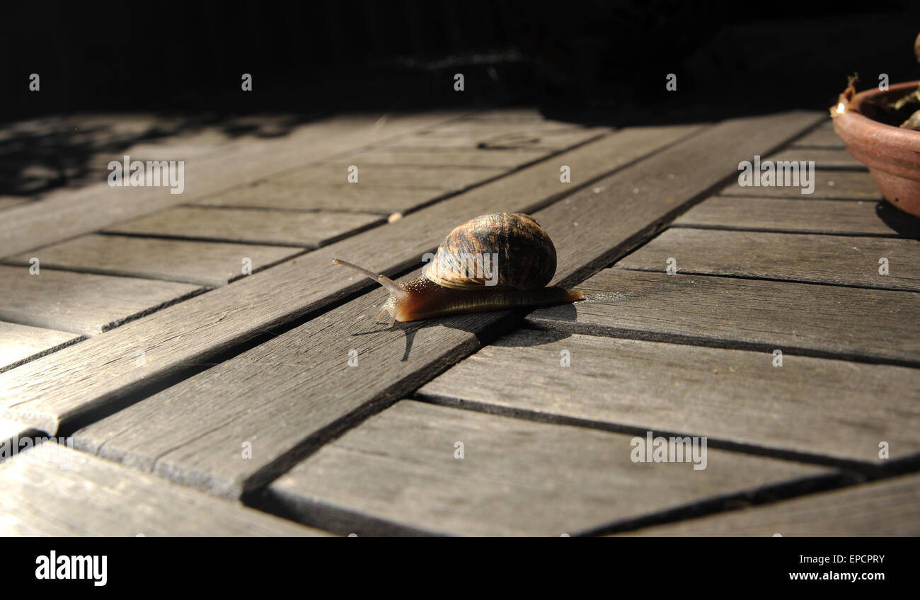 How snails move hi-res stock photography and images - Alamy