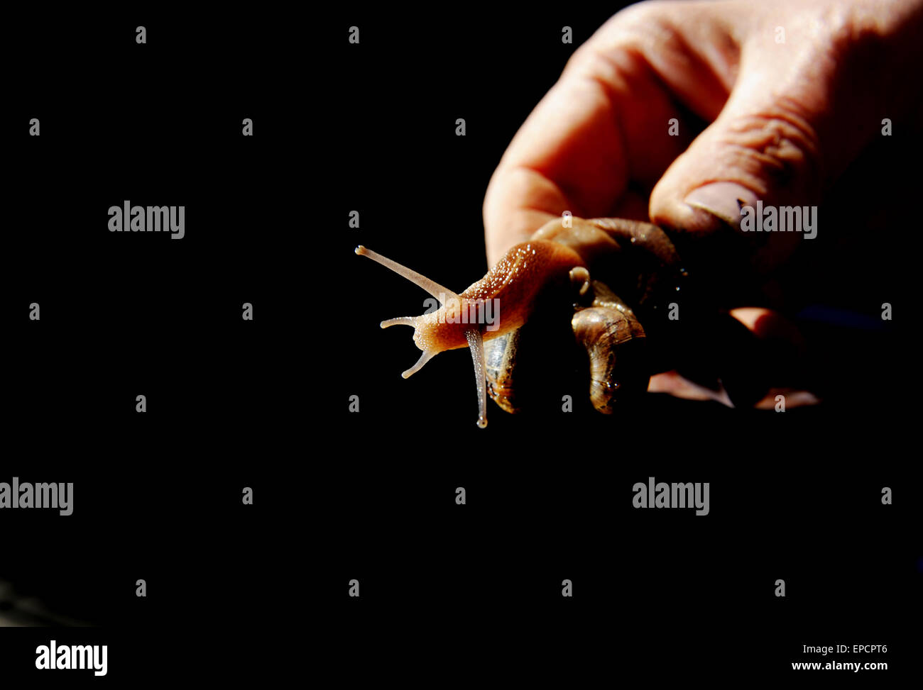 Common garden snail Cornu aspersum being picked up by female gardeners ...