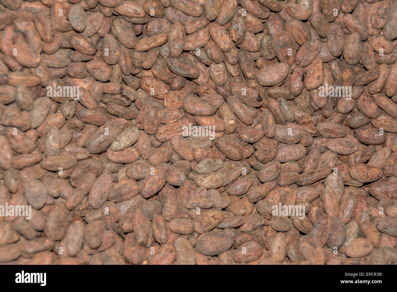 Cocoa beans at the Choco Museo or Chocolate Museum in Antigua Guatemala ...