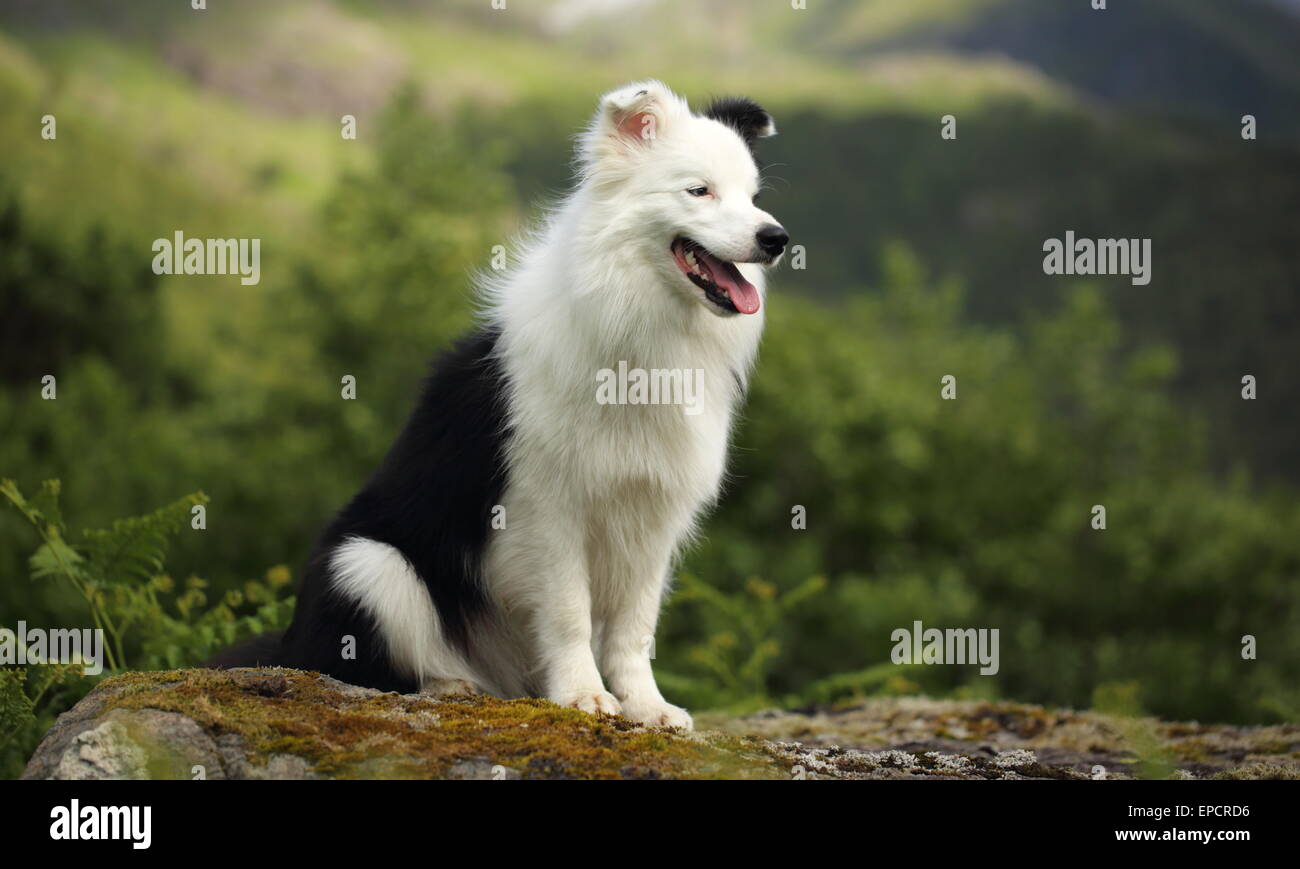 Beautiful Black and White Border Collie in the Scottish Highlands Stock ...