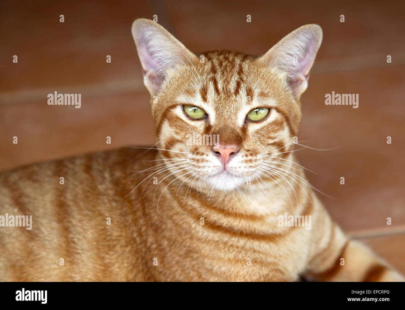 Red Cat Oriental breeds is on the floor Stock Photo - Alamy