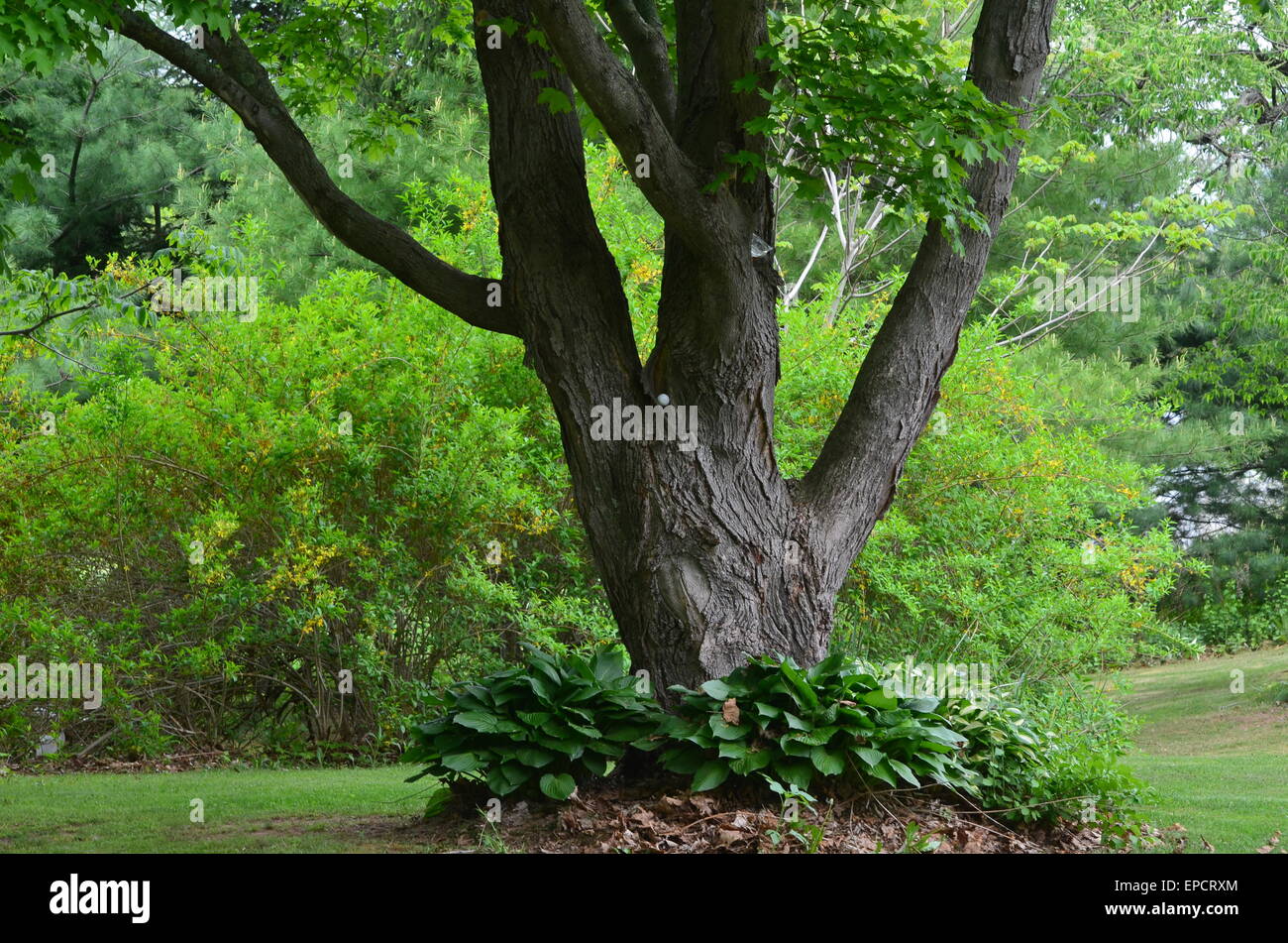 Golf balls in tree hi-res stock photography and images - Alamy