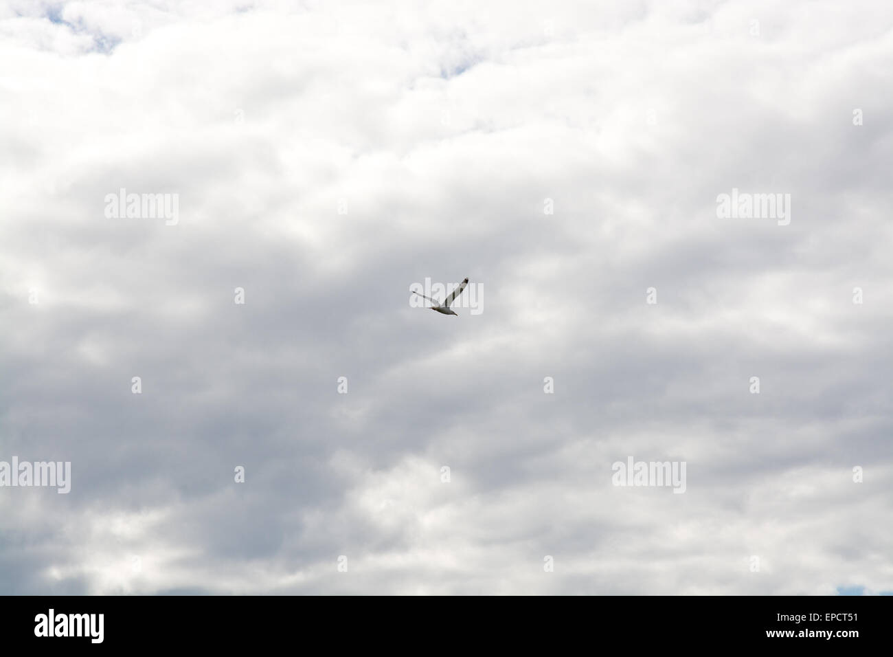 Cloudy sky with bird flying overhead in summer, Sweden Stock Photo - Alamy