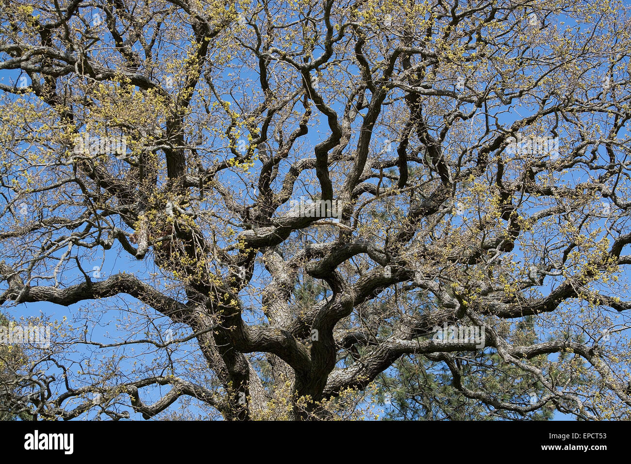 Strong oak tree hi-res stock photography and images - Alamy