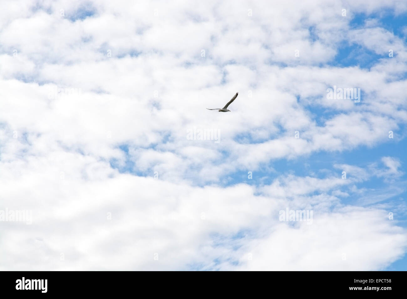 Cloudy sky with bird flying overhead in summer, Sweden Stock Photo - Alamy