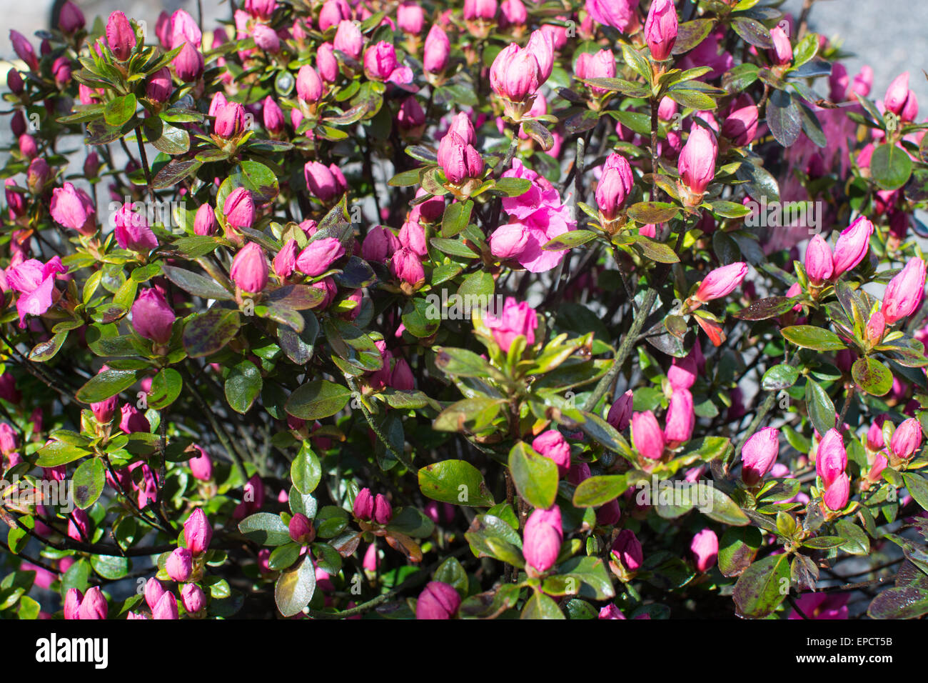 Dark pink azalea flowers closeup full frame Stock Photo - Alamy