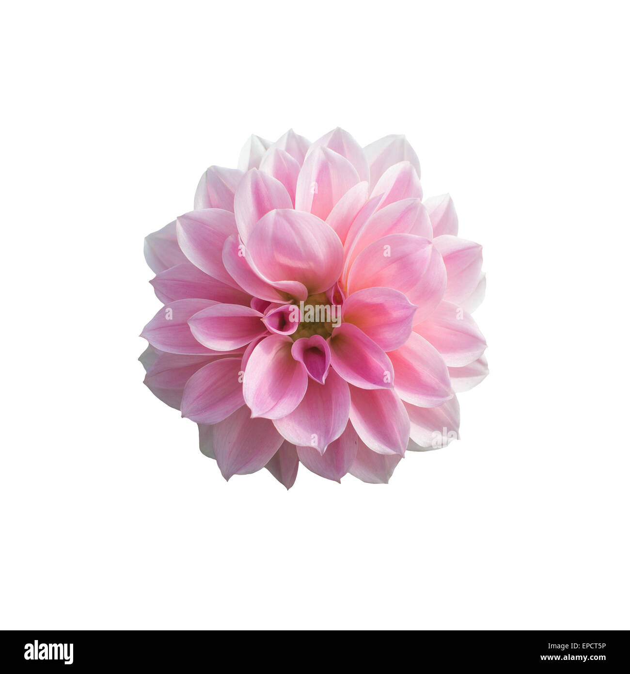 Red flower dahlia in Cut Out Stock Images & Pictures - Alamy