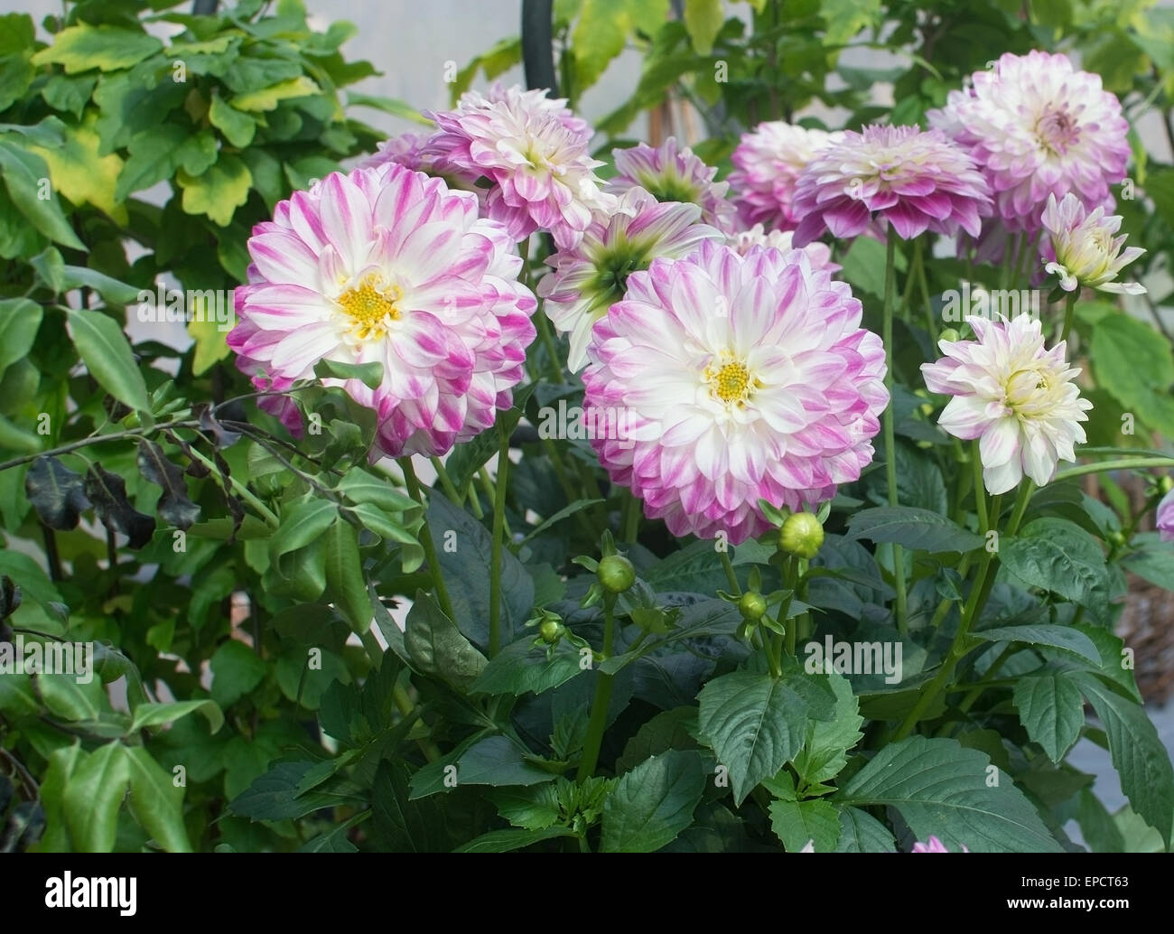 Pink white colors hi-res stock photography and images - Alamy