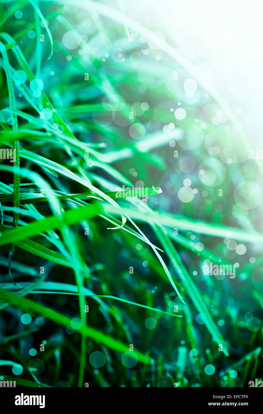 Water grass field hi-res stock photography and images - Alamy