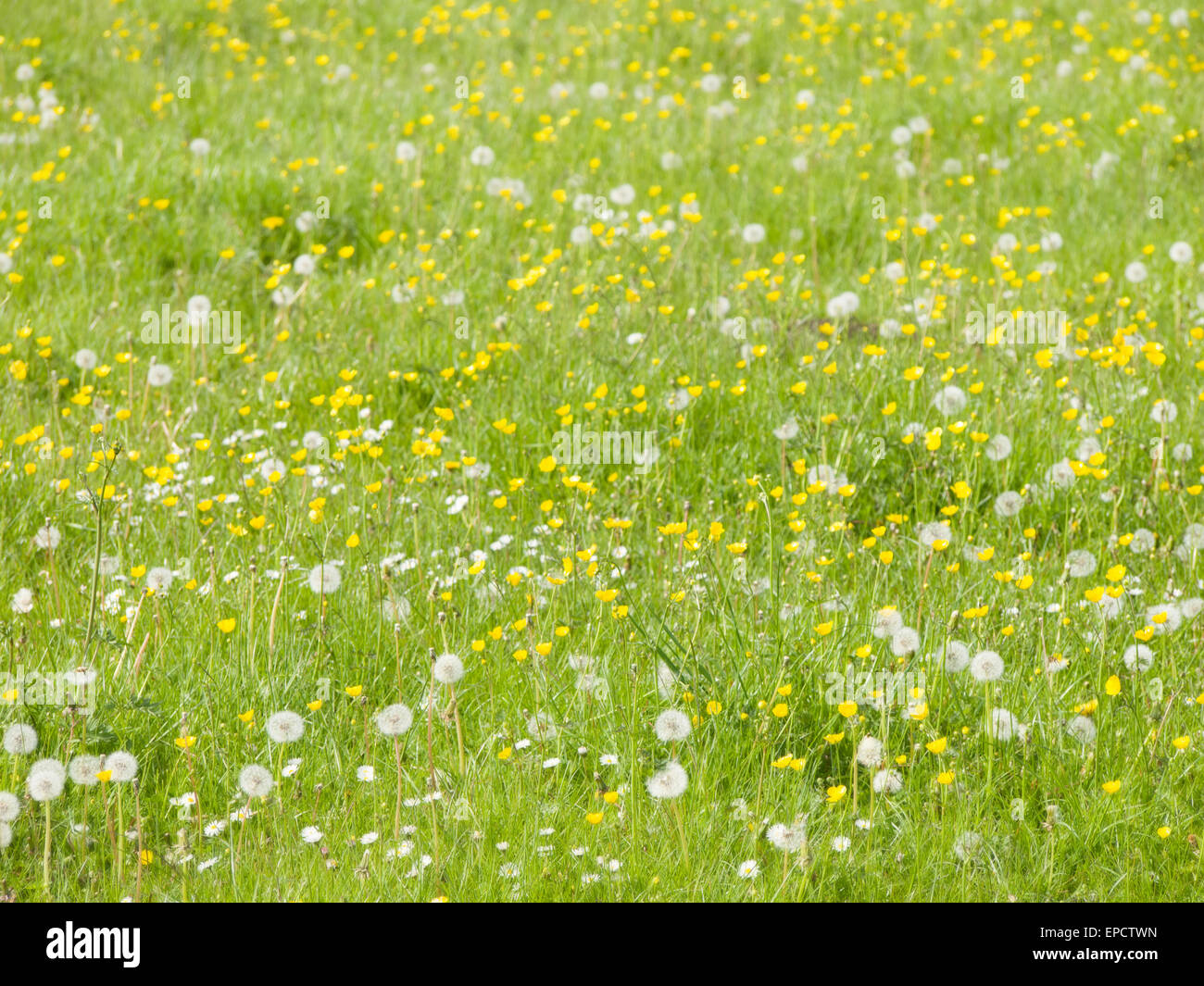 Various wild flowers growing in a field of grass Stock Photo - Alamy