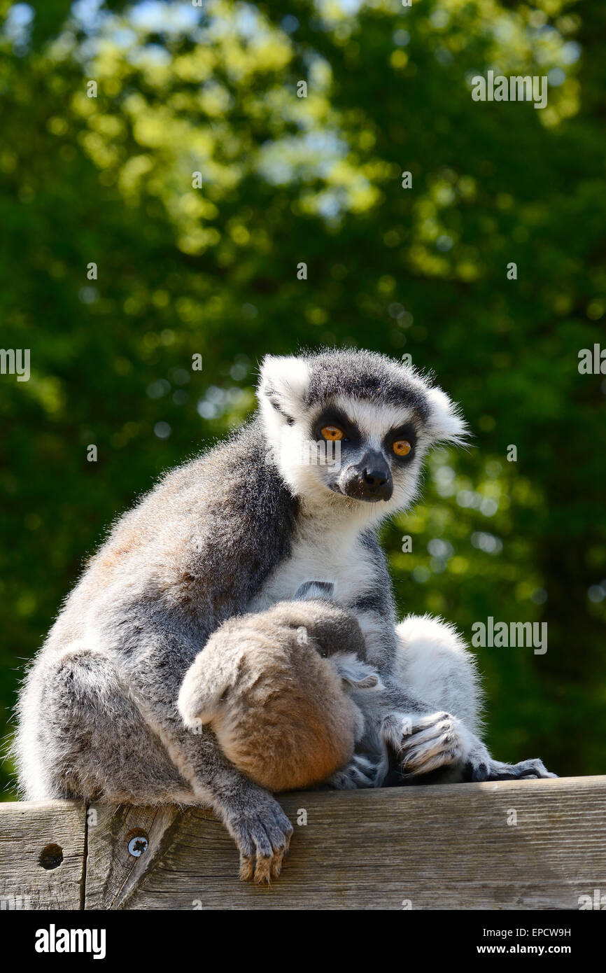 Baby Ring Tailed Lemur clinging to it's mother at Whipsnade Zoo ...
