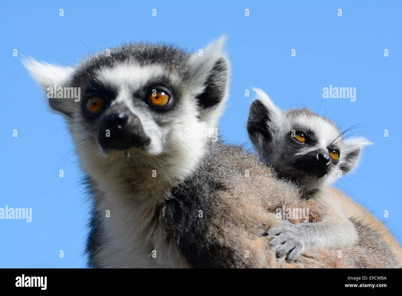 Baby Ring Tailed Lemur clinging to it's mother at Whipsnade Zoo ...