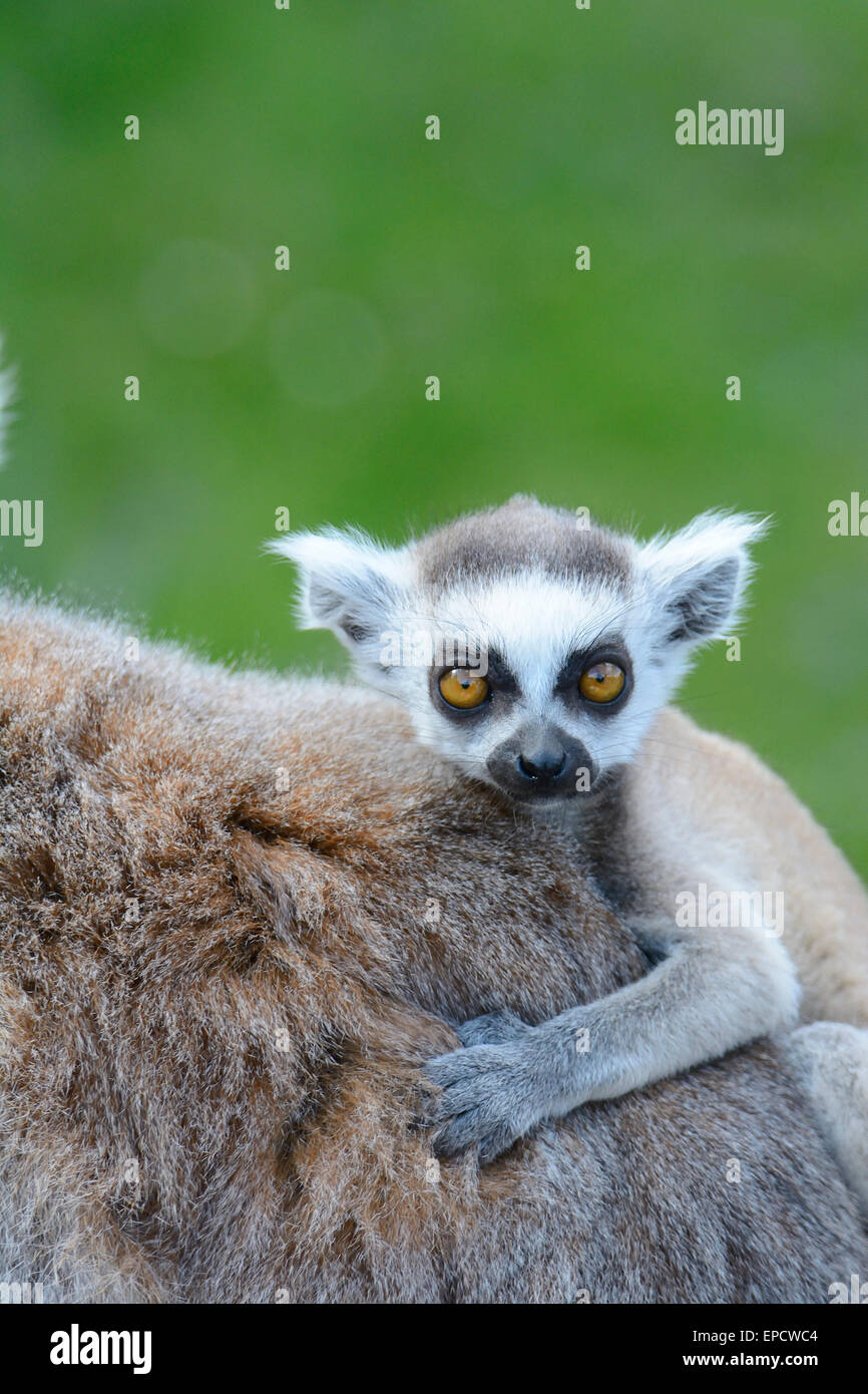 Baby Ring Tailed Lemur clinging to it's mother at Whipsnade Zoo ...