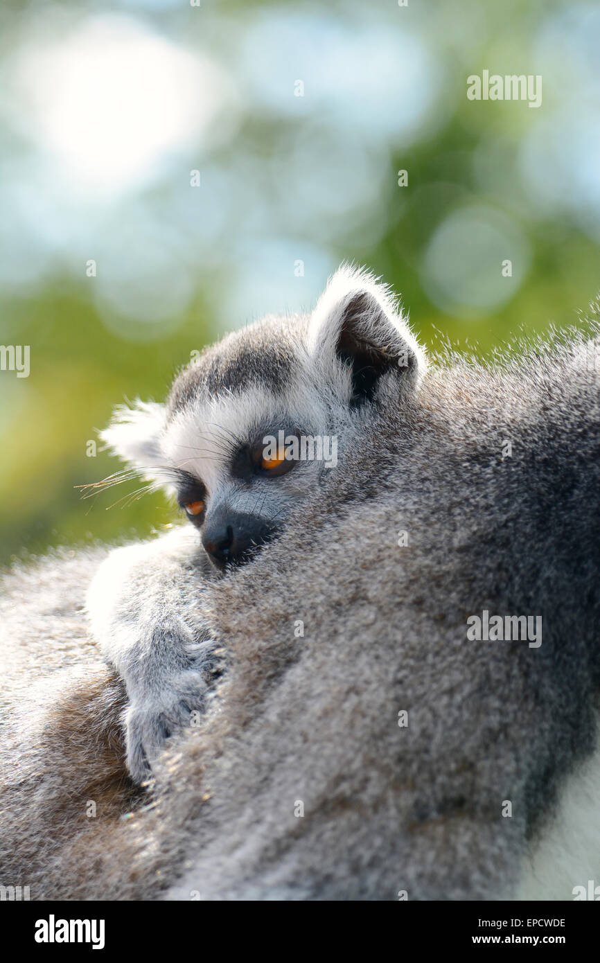 Baby Ring Tailed Lemur clinging to it's mother at Whipsnade Zoo ...