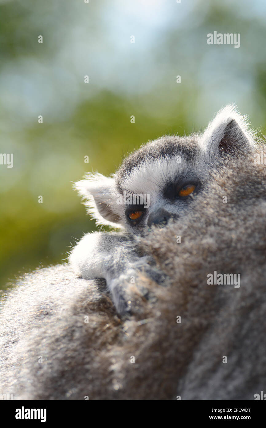 Baby Ring Tailed Lemur clinging to it's mother at Whipsnade Zoo ...
