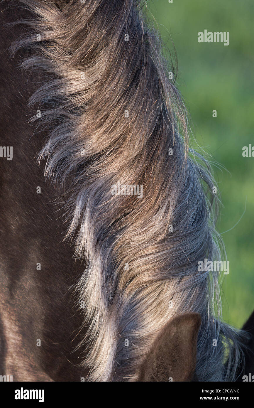 Silver hair grass hi-res stock photography and images - Alamy