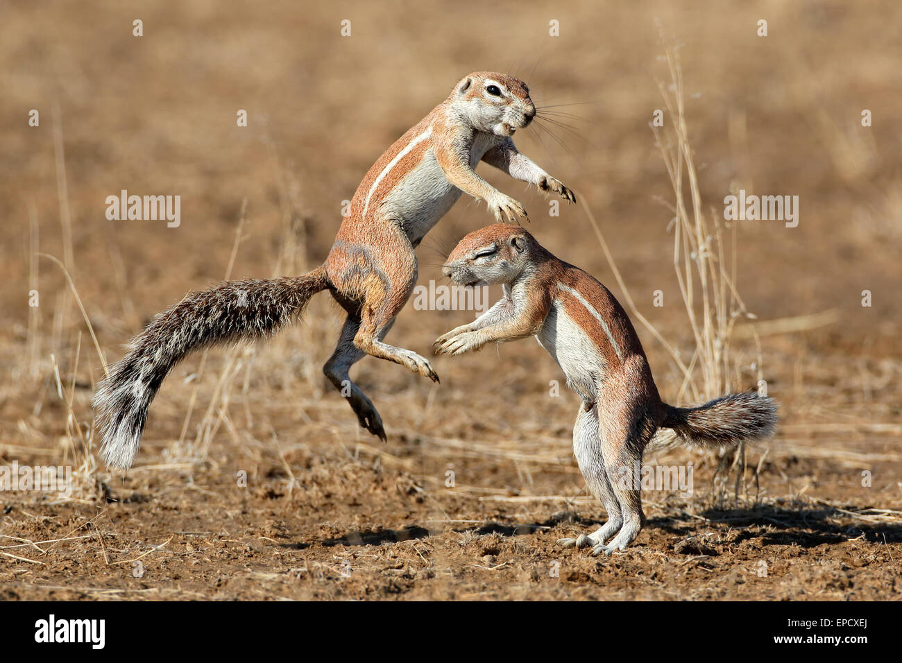 Two ground squirrels (Xerus inaurus) playing, Kalahari desert, South ...