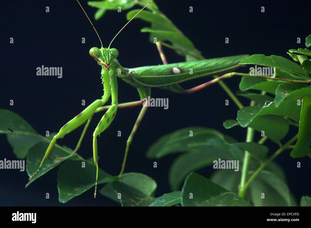 Praying Mantis In India Stock Photos & Praying Mantis In India Stock ...