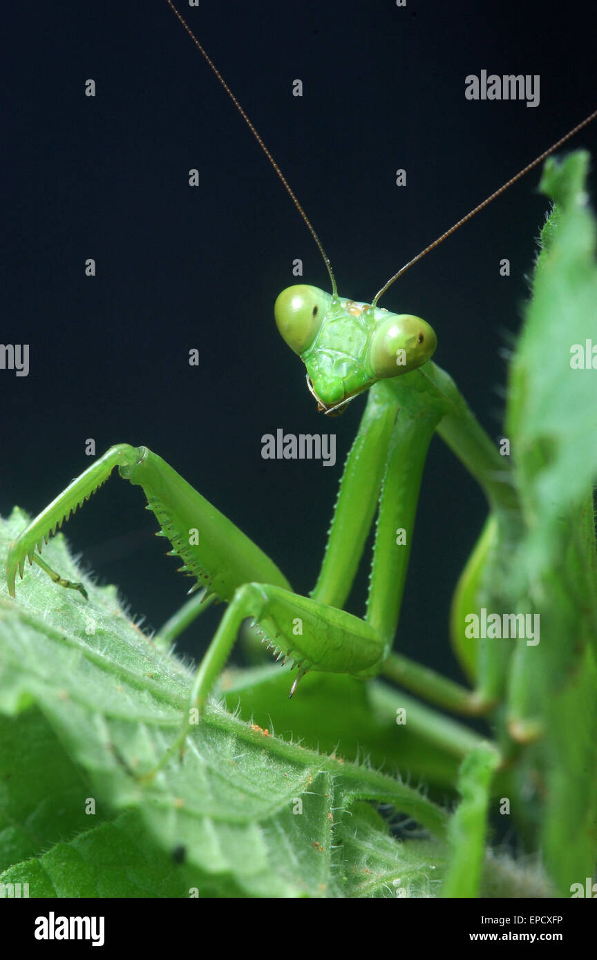 Giant asian praying mantis hi-res stock photography and images - Alamy