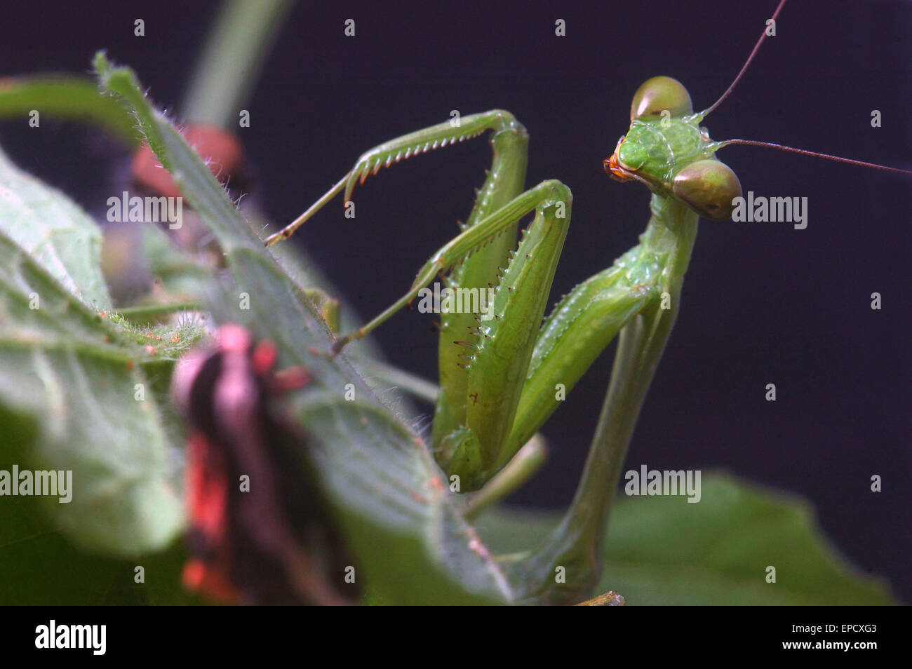 Giant Indian Praying mantis, probably Hierodula membranacea or ...