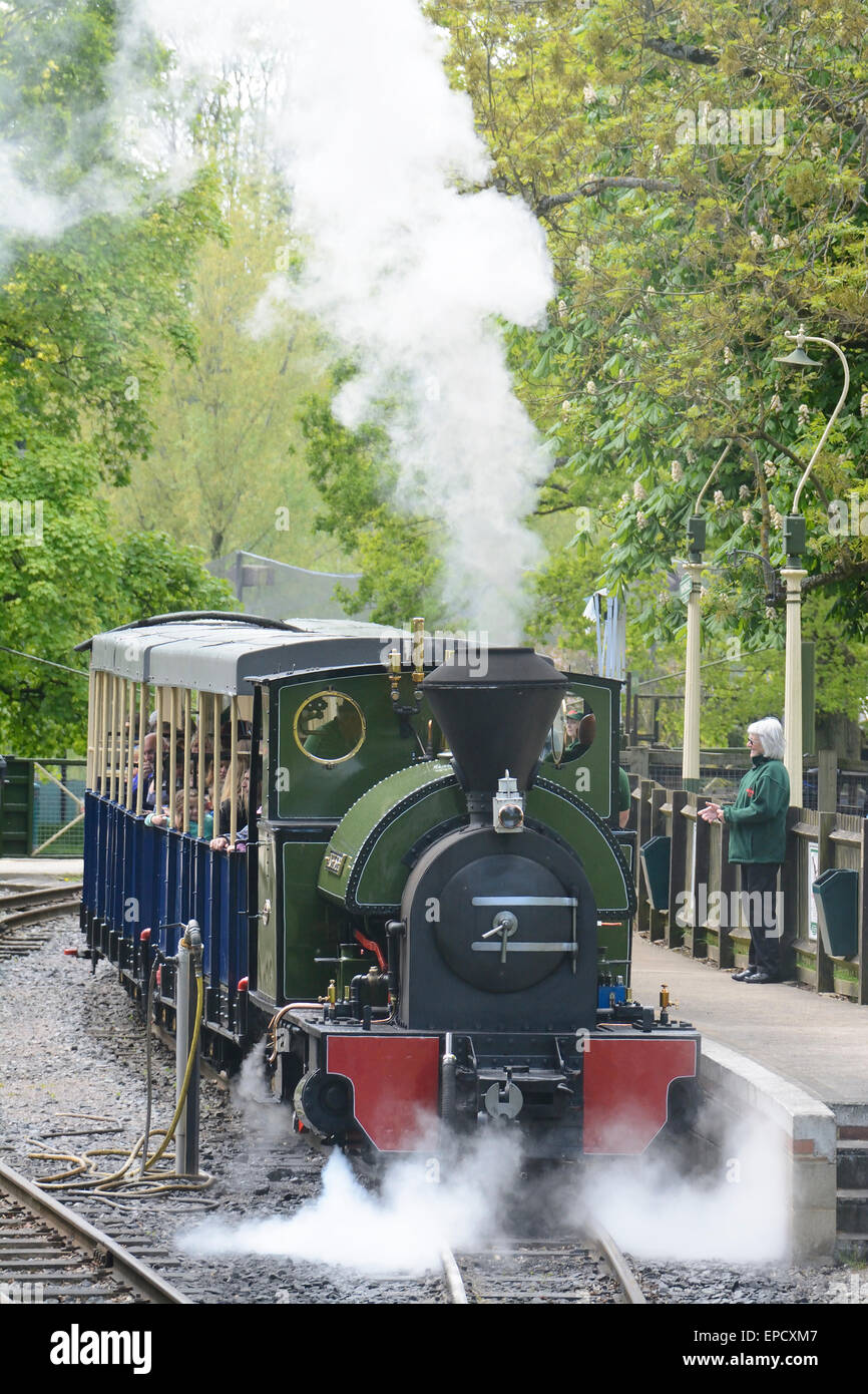 steam train at Whipsnade Zoo, Bedfordshire (EDITORIAL USE ONLY Stock ...