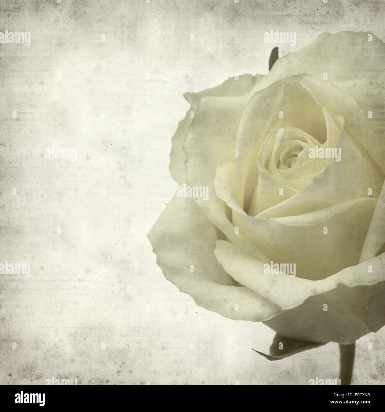 textured old paper background with pale yellow rose flower Stock Photo ...