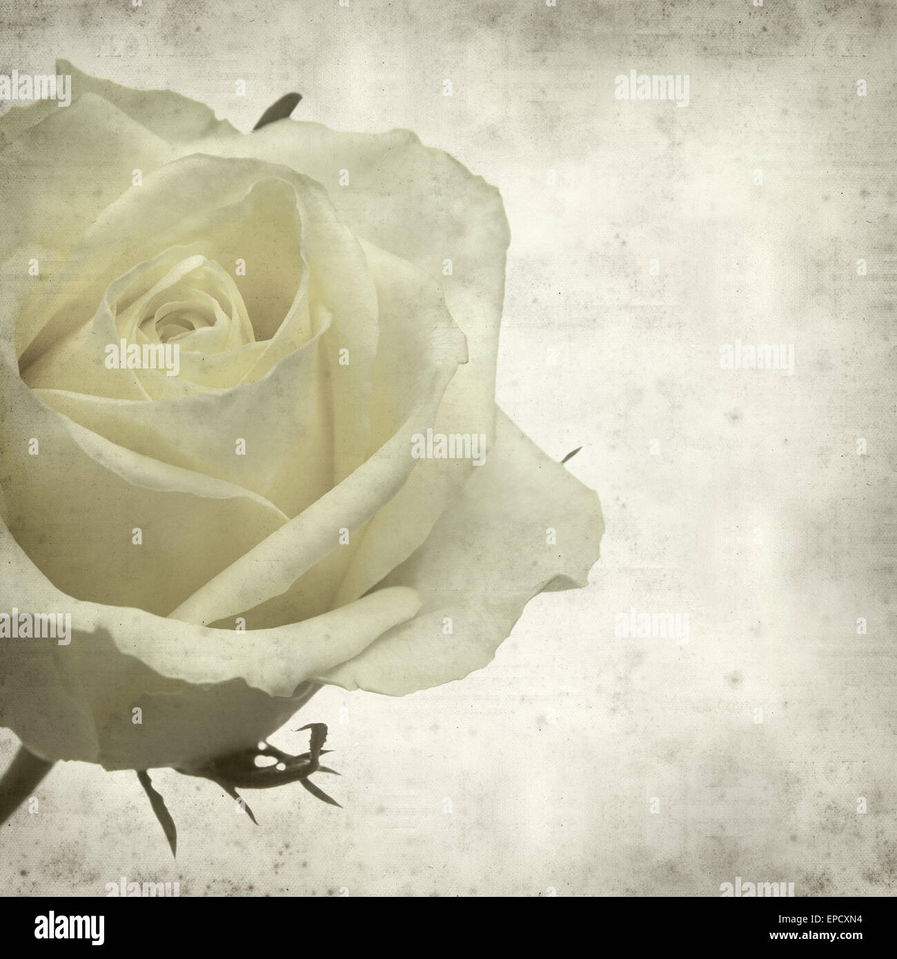 textured old paper background with pale yellow rose flower Stock Photo ...