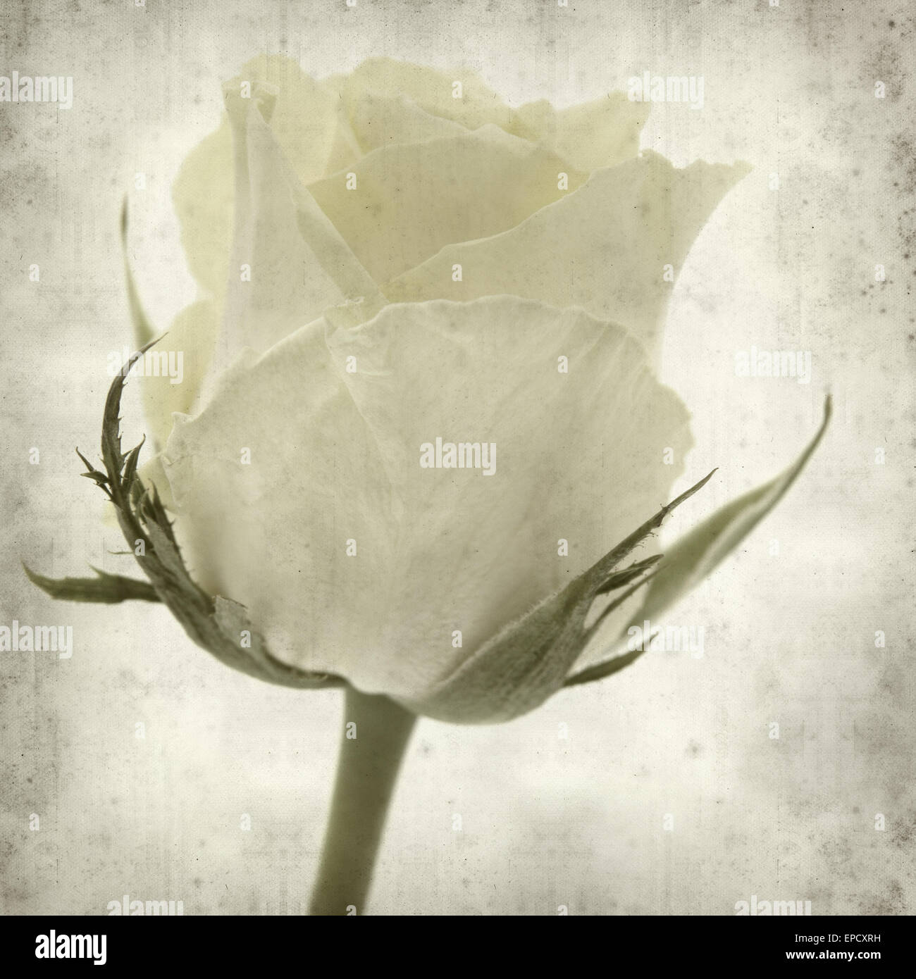 textured old paper background with pale yellow rose flower Stock Photo ...